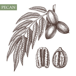Pecan Tree Vector Images (over 380)