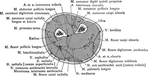 Transverse section through arm vintage Royalty Free Vector