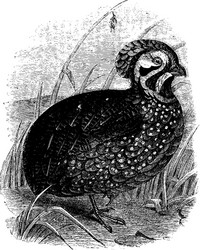 Partridge Vector Images (over 550)