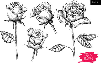 Hand drawn botanical rose set engraved Royalty Free Vector
