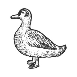 Duck Quack Clipart Vector Images (over 130)
