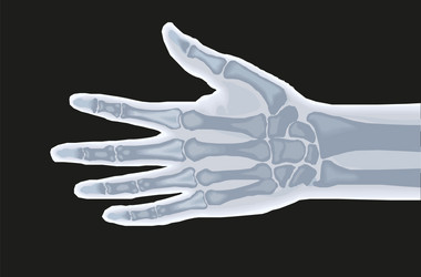 Skeleton hand clenches into a bony fist gesture Vector Image