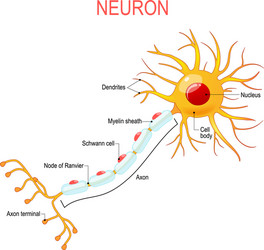 Nephron structure diagram medical science Vector Image