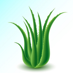 Aloe Vera Vector Images (over 7,100)
