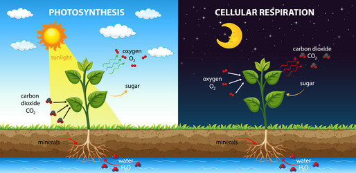 Plant Respiration For Kids