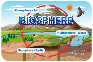 Biosphere ecology infographic for learning Vector Image