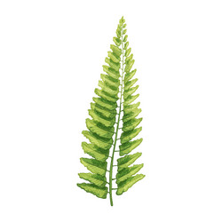 Silver Fern Vector Images (over 5,200)