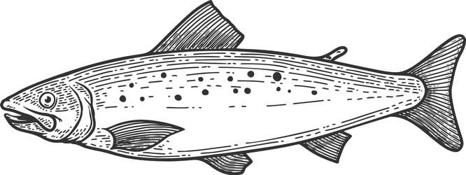 Salmon Engraving Vector Images (over 1,100)