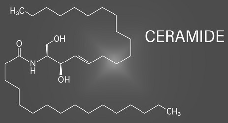 Spermine molecule skeletal formula Royalty Free Vector Image