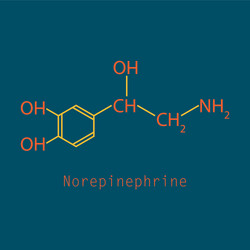 Norepinephrine noradrenaline norepi hormone Vector Image
