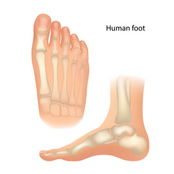 Human foot cartoon isolated Royalty Free Vector Image