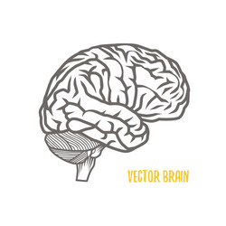 Brain Vector Images (over 230,000)