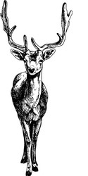 Fallow Deer Vector Images (over 470)