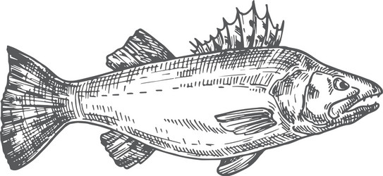 Zander Vector Images (over 230)