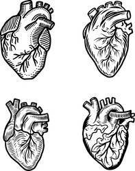 Realistic heart sketch Royalty Free Vector Image