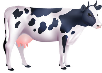 Cow realistic Royalty Free Vector Image - VectorStock