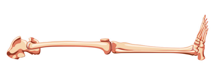 Bones of the Lower Limb Vector Images (45)