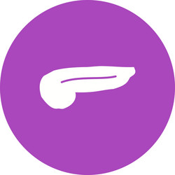 Anatomy of pancreas infographics Royalty Free Vector Image