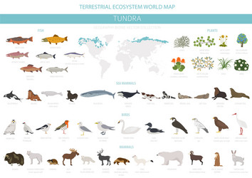 Terrestrial ecosystem world map biome Royalty Free Vector