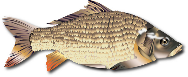 Fish Vector Images (over 380,000)