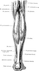 Posterior view of the superficial muscles Vector Image