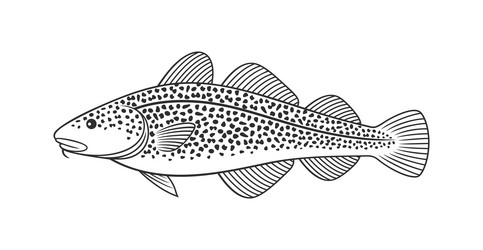 Atlantic cod Royalty Free Vector Image - VectorStock