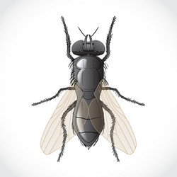 Fly Vector Images (over 790,000)