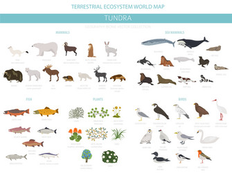 Terrestrial ecosystem world map biome Royalty Free Vector