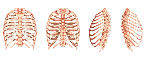 Human Rib Cage Anatomy Royalty Free Vector Image