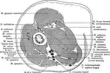 Cross section through lower third of the upper Vector Image