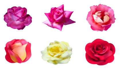 Rose flower 3d realistic icon Royalty Free Vector Image