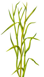 Realistic grass green spring weeds growing Vector Image