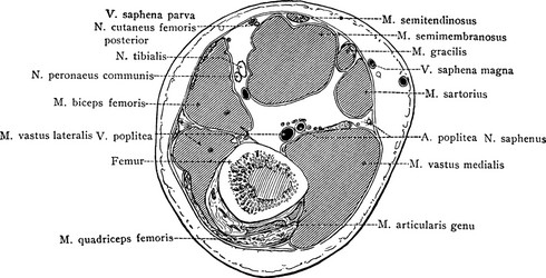 Cross section through thigh five inches above Vector Image