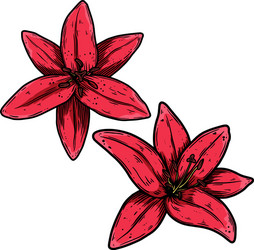 Red lily Royalty Free Vector Image - VectorStock