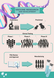 Vaccine research and development infographic Vector Image