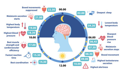 Circadian rhythm body temperature cortisol Vector Image