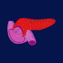 Human organ icon in flat style duodenum Royalty Free Vector