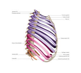 White Rib Cage Skeleton Vector Images (over 120)