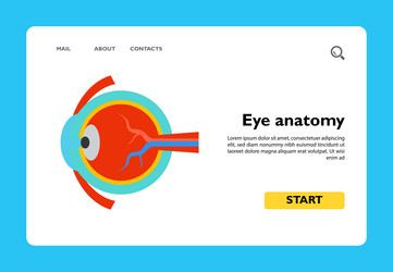 Eye Anatomy Vector Images (over 16,000)