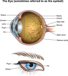 Diagram human eye anatomy with label Royalty Free Vector