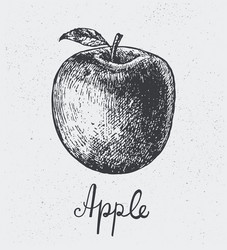 Apple Engraving Vector Images (over 2,900)