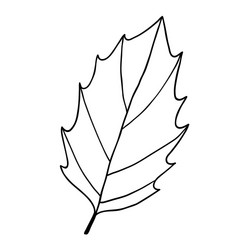 Leaf line art contour drawing minimalism Vector Image