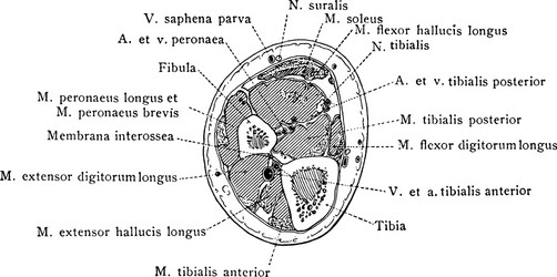 Cross Leg Vector Images (over 3,200)