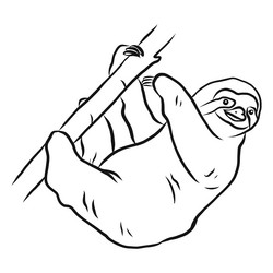 Sloth claw tree sketch Royalty Free Vector Image