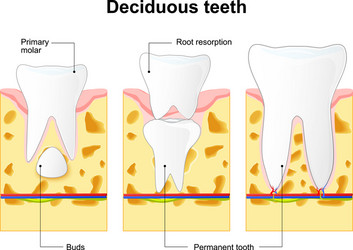 I got my first tooth graphic lettering Royalty Free Vector