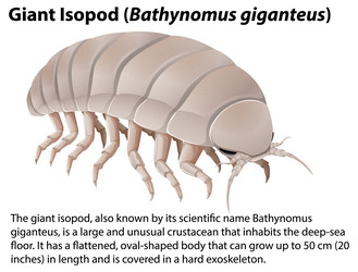 Isopod Vector Images (44)