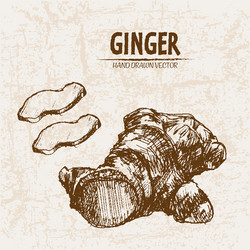 Digital detailed line art ginger Royalty Free Vector Image