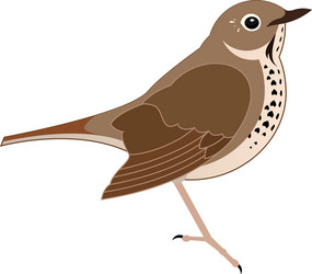 Thrush Vector Images (over 570)