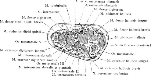 Cross section through the base of toes vintage Vector Image