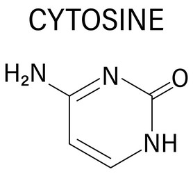 Cytosine Formula Chemical Vector Images (54)